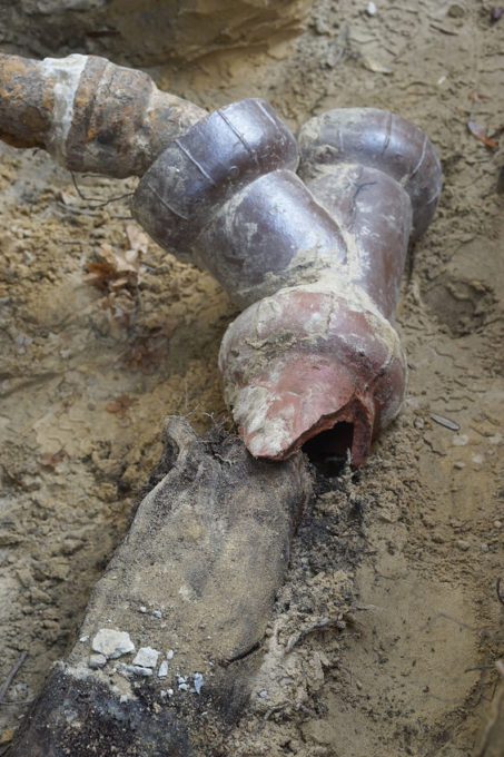 How To Identify and Repair Tree Root Damage in Your Pipes | Rite Tech ...